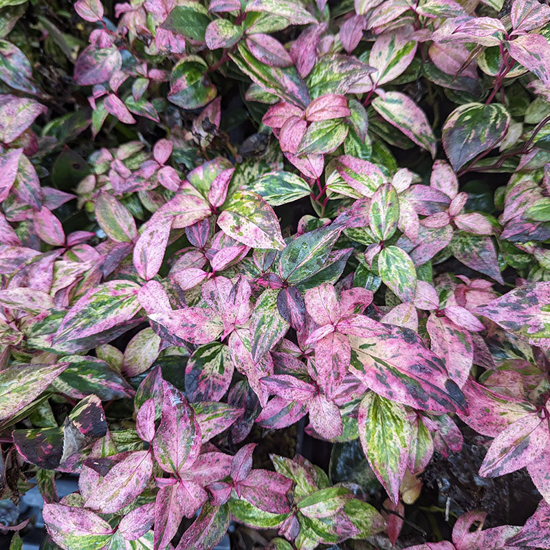 Paisley Pup™ Doghobble For Sale | Proven Winners – Great Garden Plants