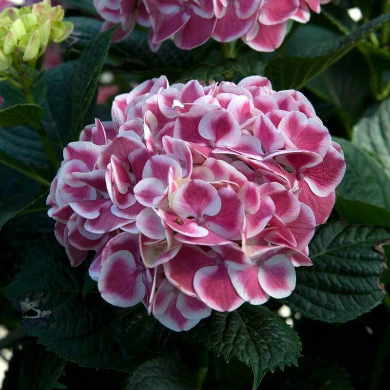 Cityline® Mars Bigleaf Hydrangea | Shrubs & Trees – Great Garden Plants