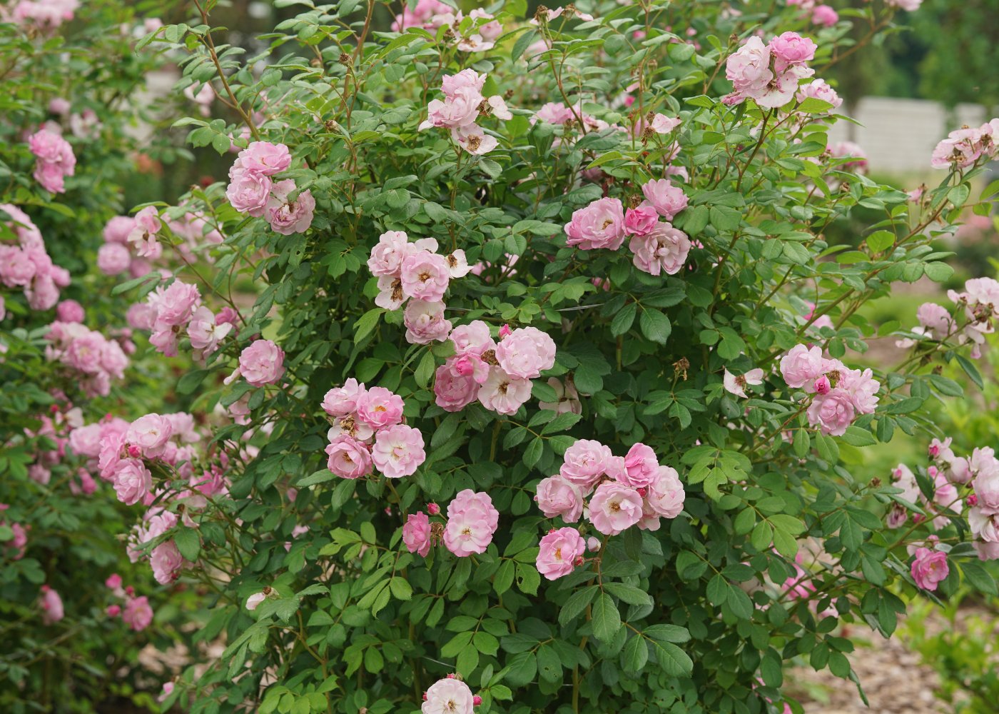 Climbing Roses For Sale | Vines & Climbers – Great Garden Plants