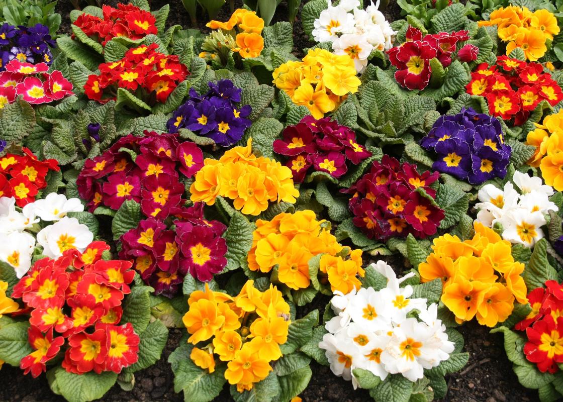 Primrose Plants For Sale | Perennials – Great Garden Plants