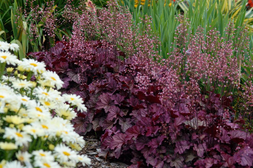 Proven Winners Perennials For Sale | Online Plant Nursery – Great ...