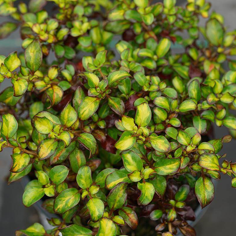 Mirror Bush | Shrubs & Trees | Great Garden Plants