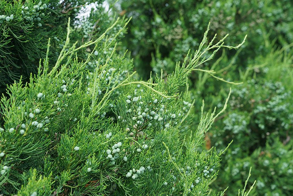Juniper Plants For Sale | Shrubs & Trees – Great Garden Plants