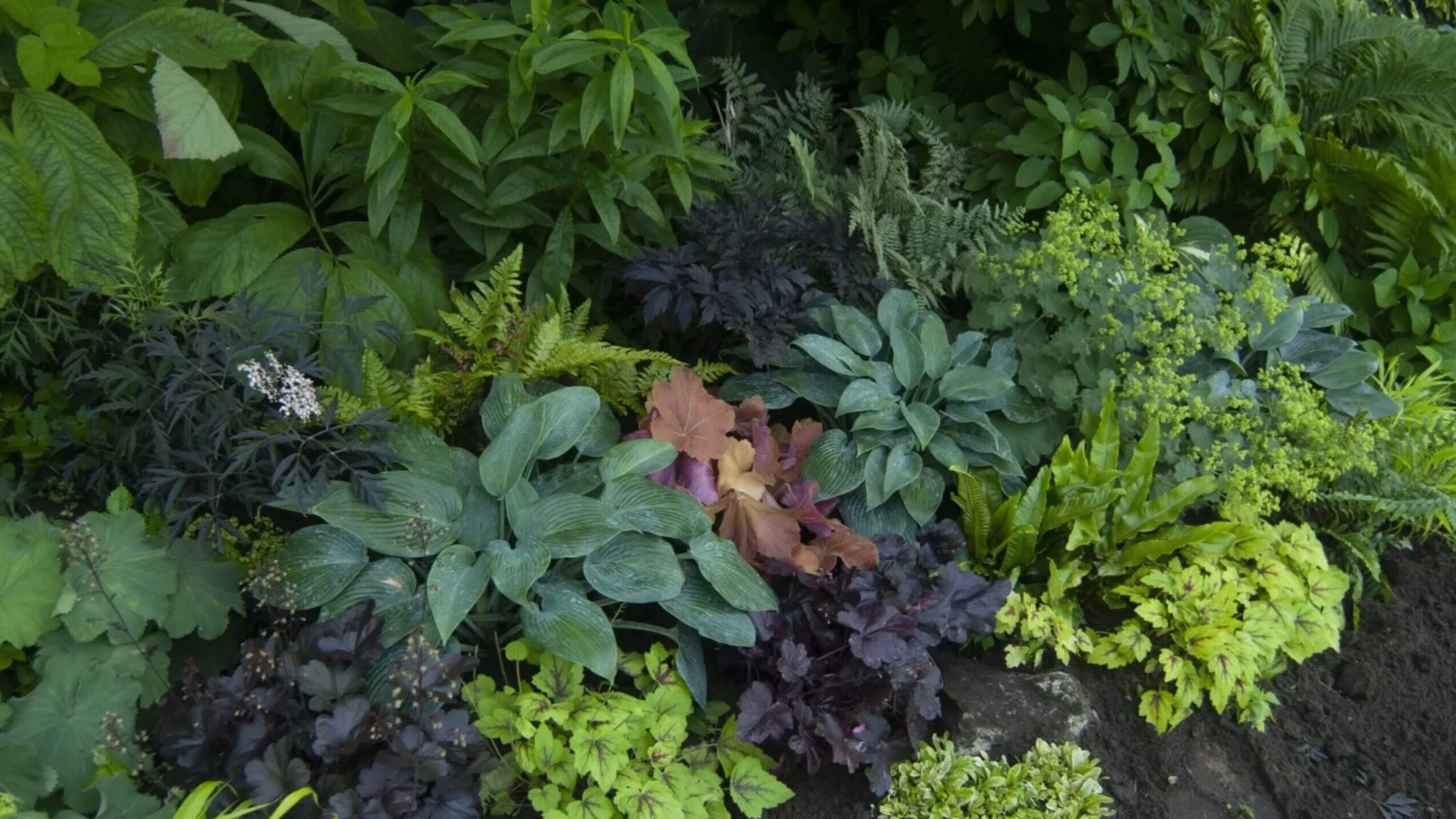 Cold-Tolerant Perennials For Sale | Online Plant Nursery – Great Garden ...