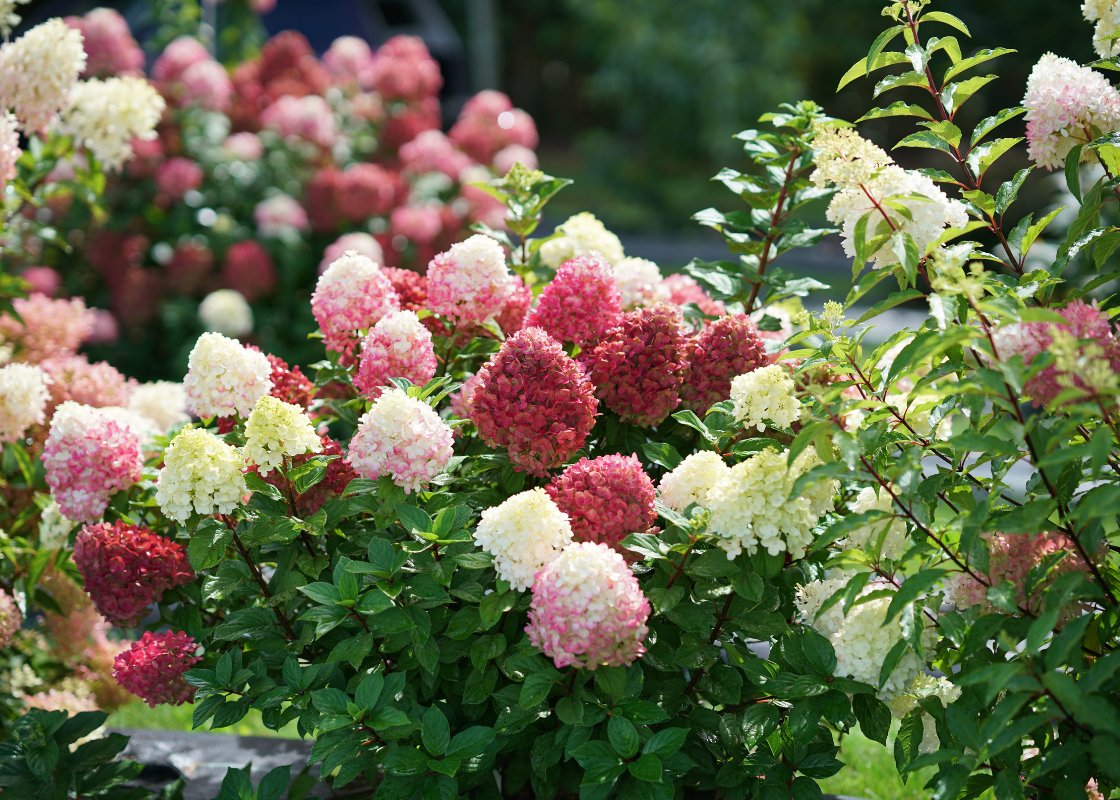 Proven Winners Plants For Sale | Online Plant Nursery – Great Garden Plants