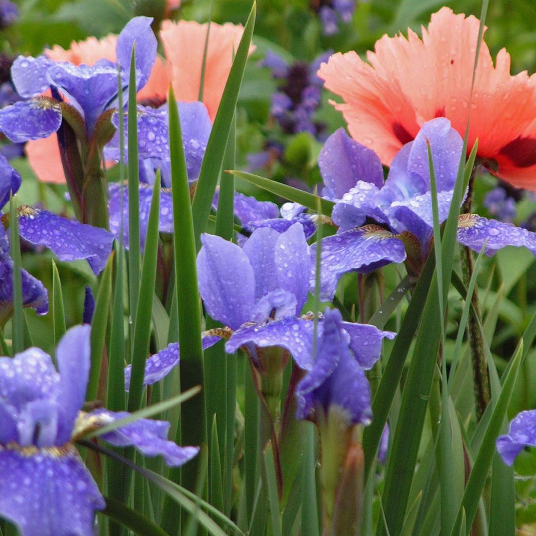 Heat Loving Flowering Perennials