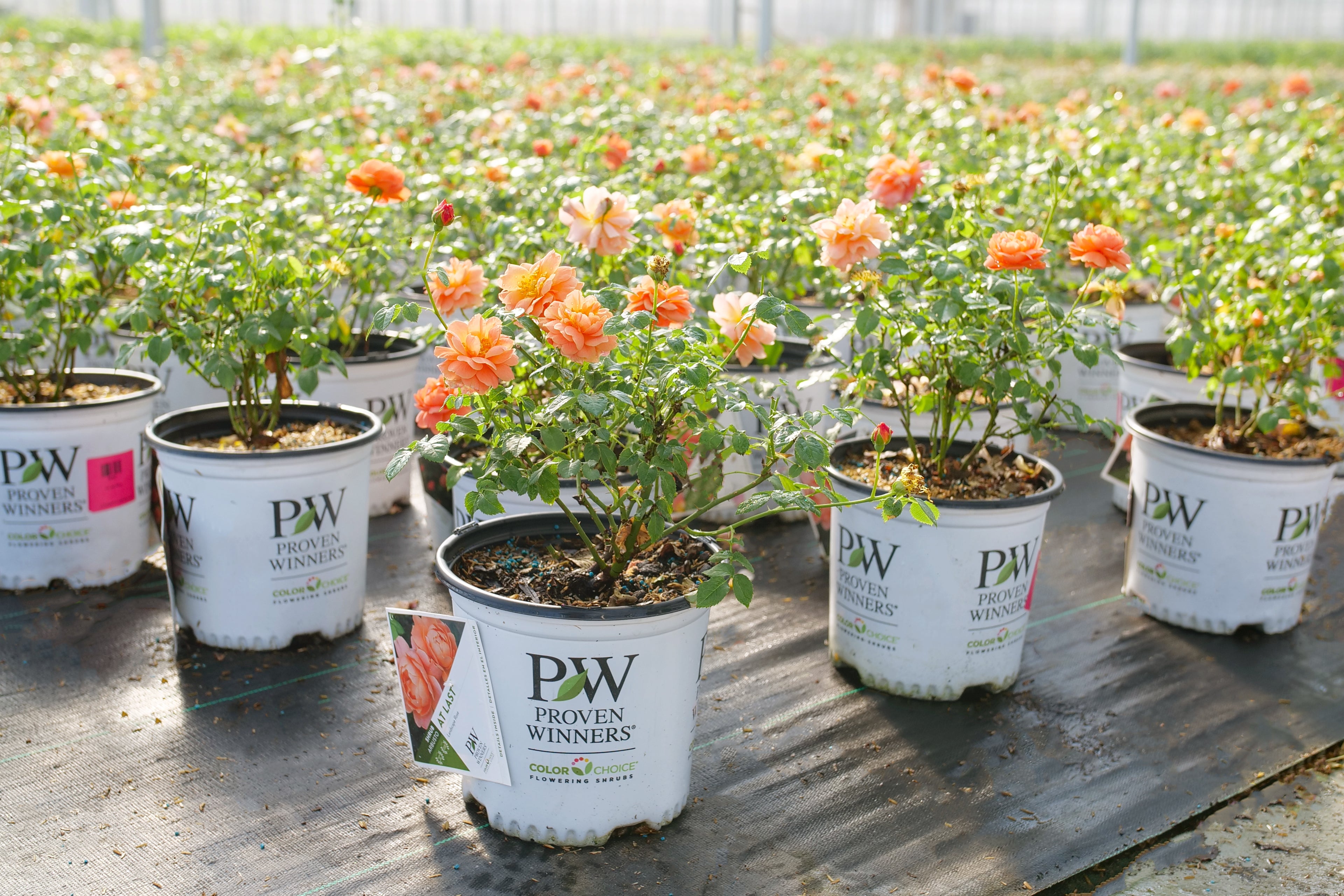 Gallon-Sized Shrubs & Trees For Sale | Great Garden Plants