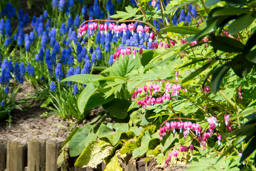 Bleeding Heart Plants For Sale | Perennials – Great Garden Plants