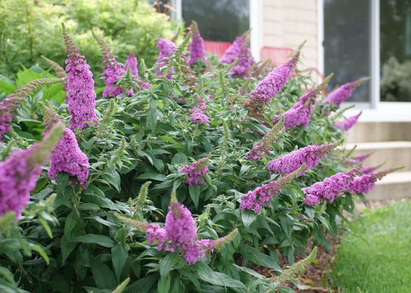 Butterfly Bushes (Buddleia) For Sale | Shrubs – Great Garden Plants