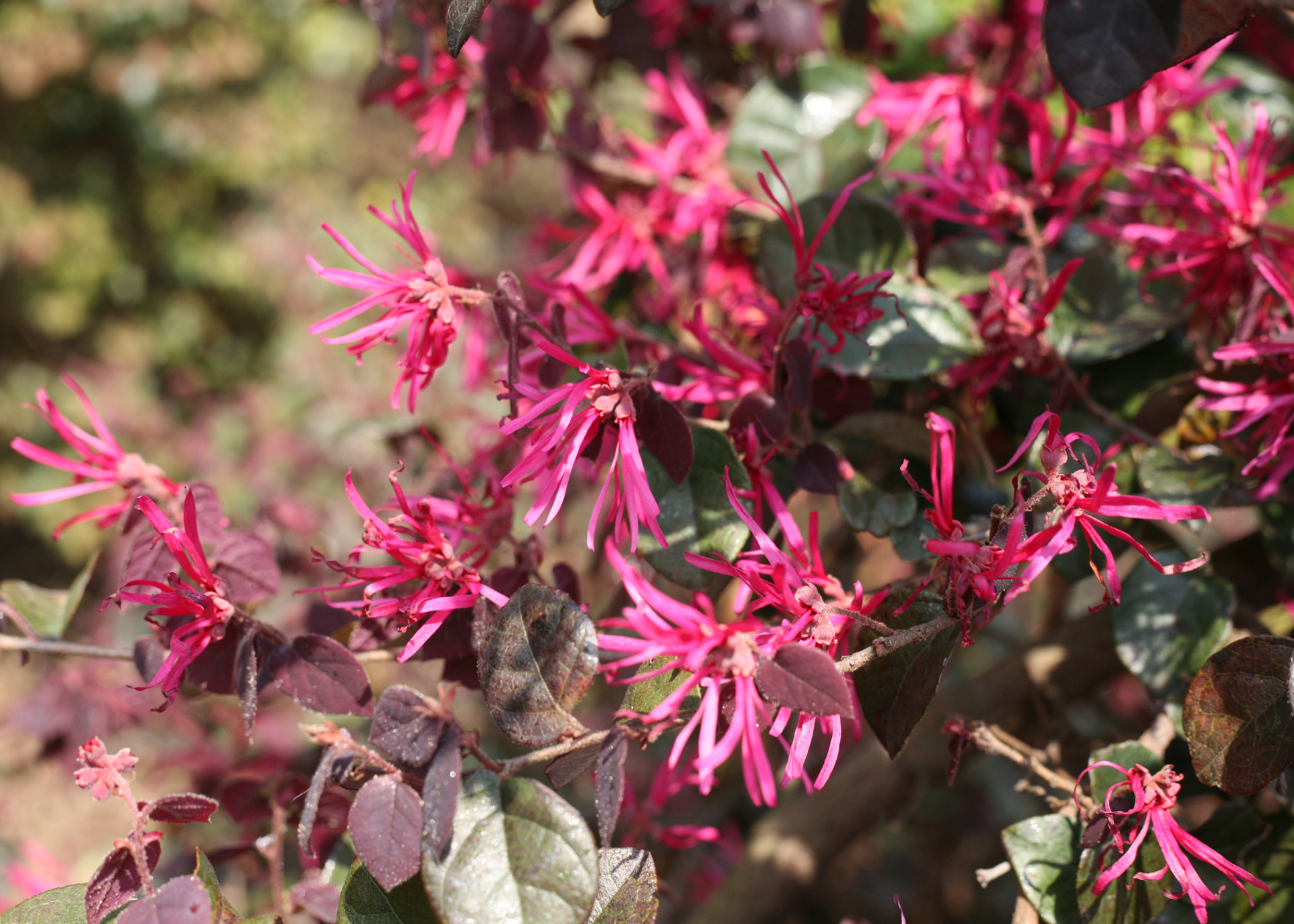 Chinese Fringe Flower (Loropetalum) Plants For Sale – Great Garden Plants
