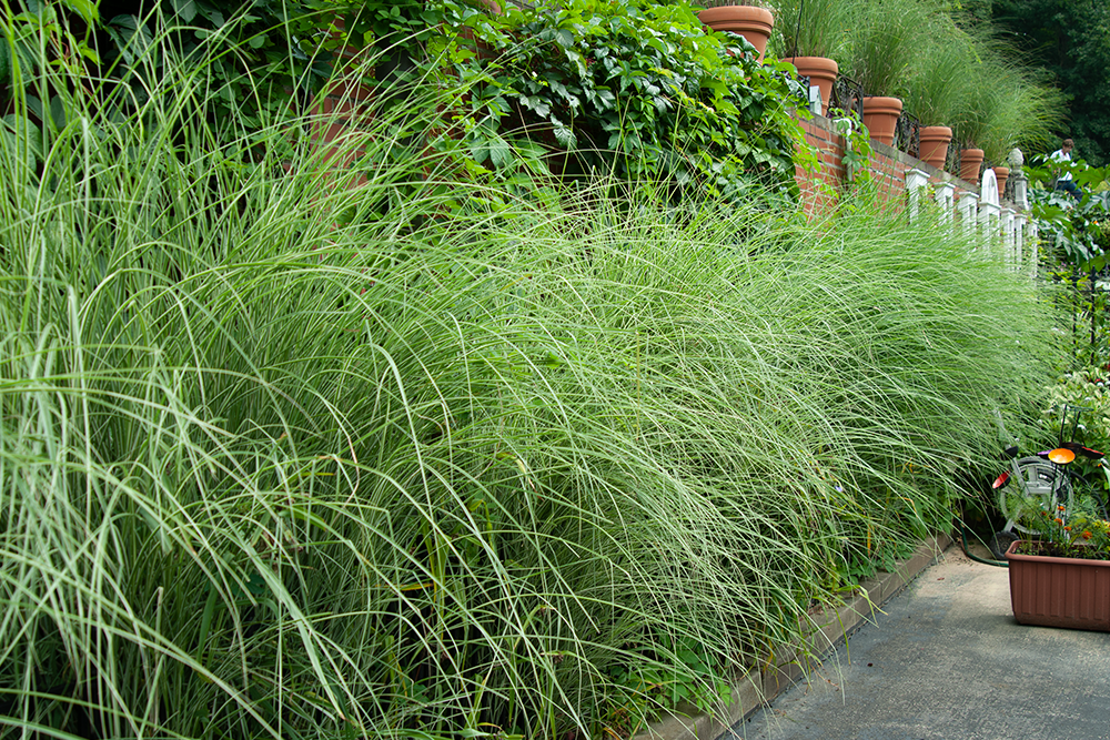 Maiden Grass For Sale | Perennials – Great Garden Plants