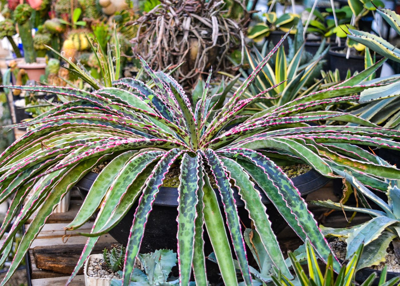 Mangave Plants For Sale | Online Plant Nursery – Great Garden Plants