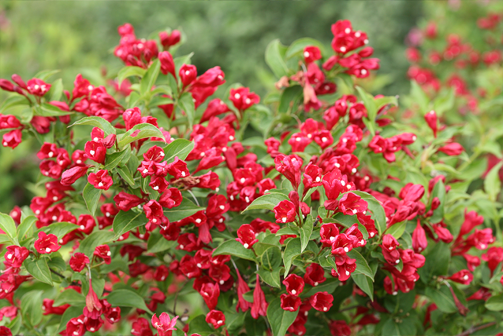 Red Flower Plants Identification