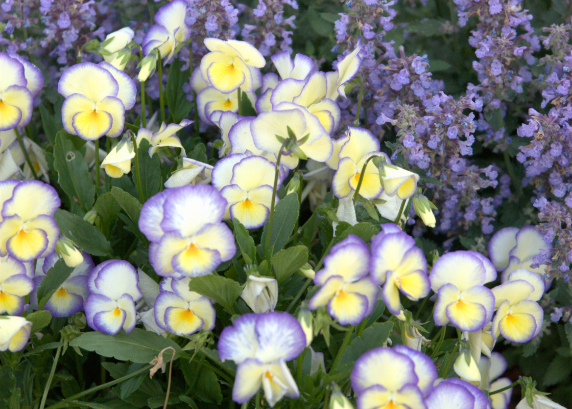 Violet (Viola) Plants For Sale | Perennials – Great Garden Plants