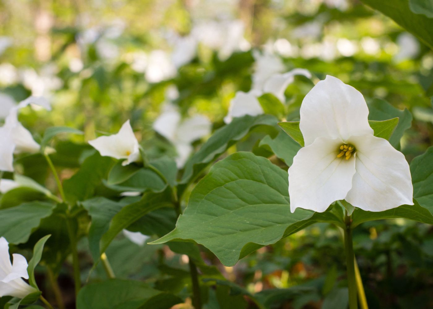 Trillium Bulbs For Sale | Online Plant Nursery – Great Garden Plants