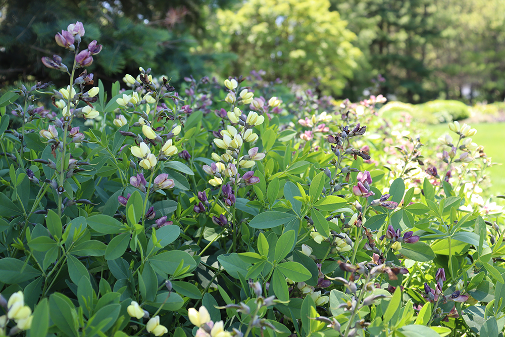 False Indigo (Baptisia) Plants For Sale | Perennials – Great Garden Plants
