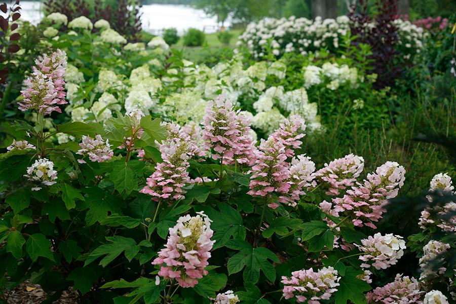 Oakleaf Hydrangea For Sale | Shrubs & Trees – Great Garden Plants