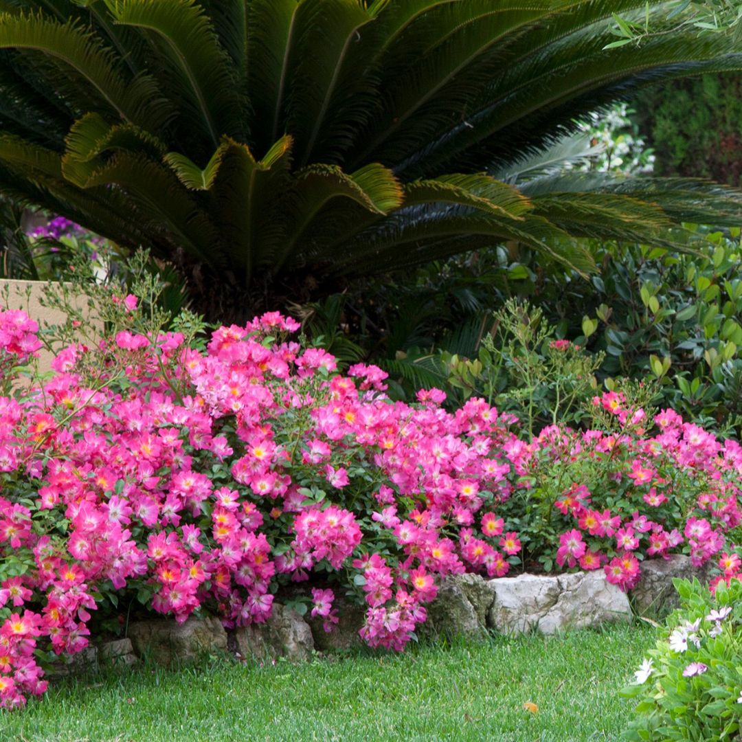 Pink Drift® Rose | Shrubs & Trees – Great Garden Plants