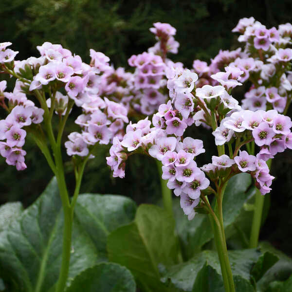 'Peppermint Patty' Pigsqueak For Sale | Proven Winners – Great Garden ...