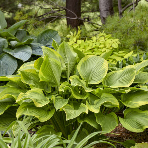 Shadowland® 'Lone Star' Hosta For Sale | Proven Winners – Great Garden ...