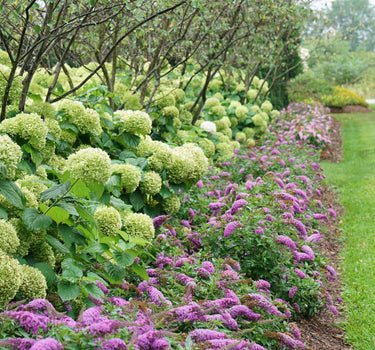 Low Scape Snowfire™ Aronia | Proven Winners – Great Garden Plants