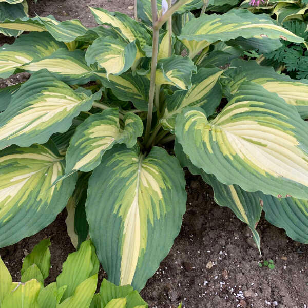 Shadowland® 'Love Story' Hosta | Perennials – Great Garden Plants