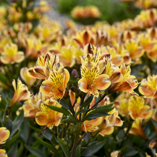 'Summer Breeze' Peruvian Lily | Proven Winners – Great Garden Plants