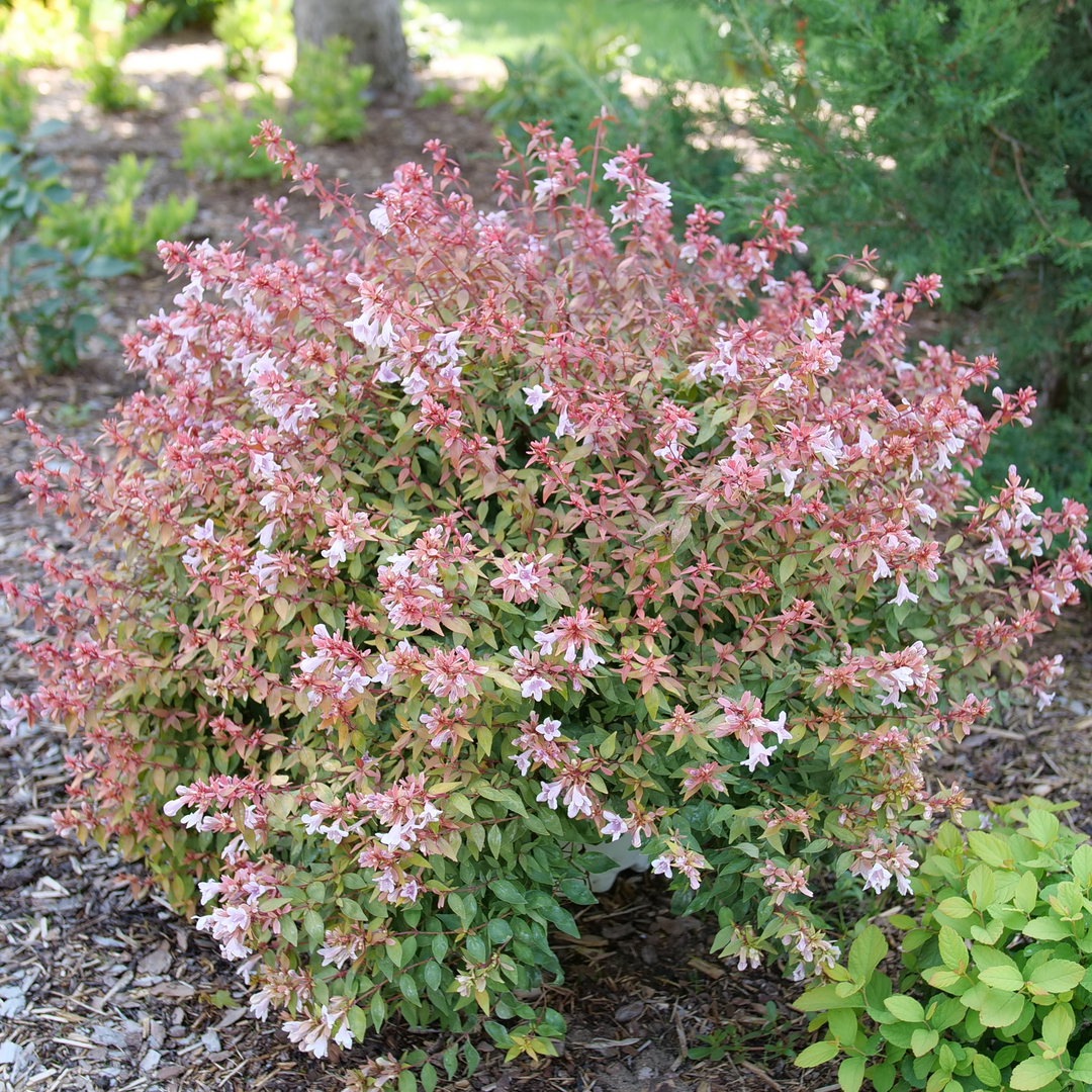Poco Loco™ Abelia For Sale | Proven Winners – Great Garden Plants
