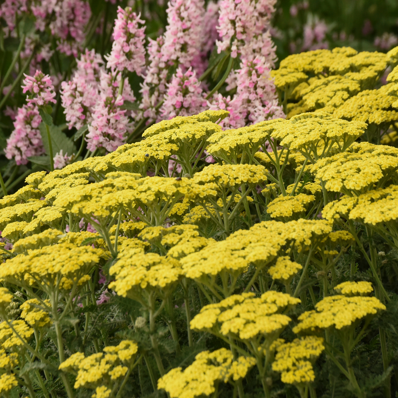 'Firefly Sunshine' Yarrow | Proven Winners – Great Garden Plants