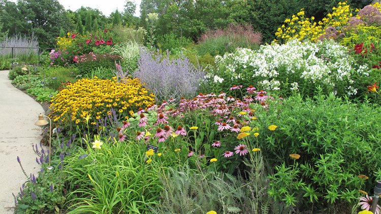 Whispurr™ Pink Catmint – Great Garden Plants