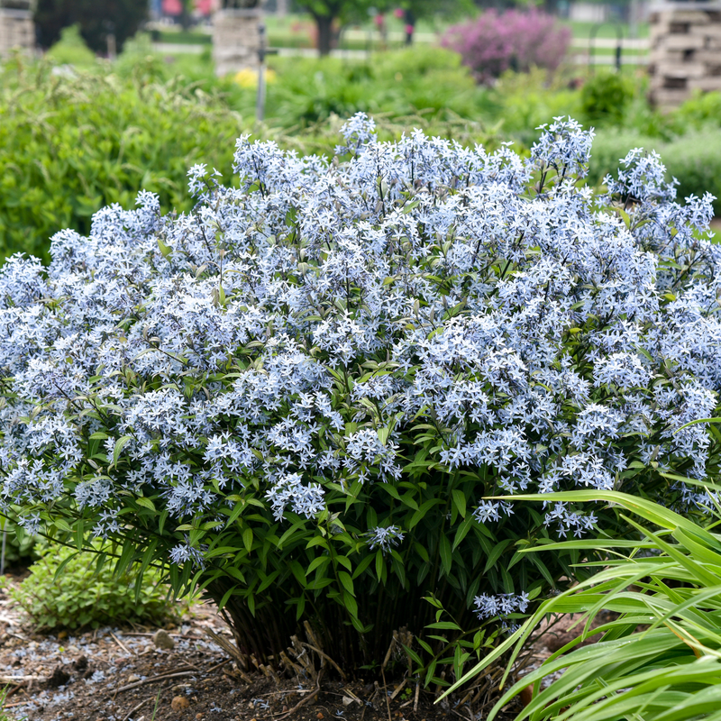 'Storm Cloud' Bluestar (Amsonia) | Proven Winners – Great Garden Plants
