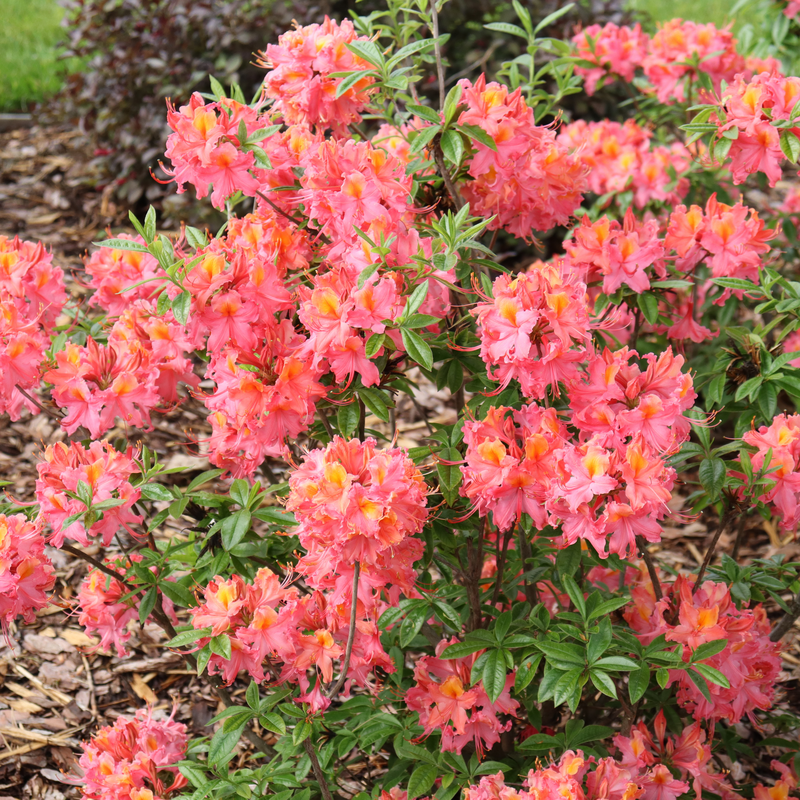 Sweet Reward™ Coral Azalea | Proven Winners – Great Garden Plants