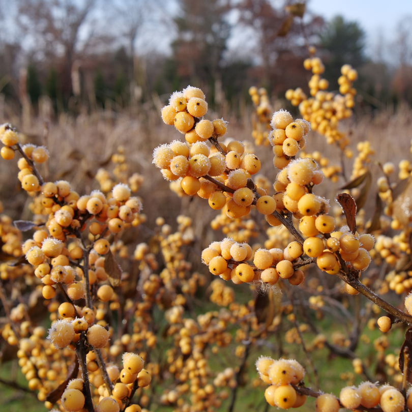 Berry Heavy® Gold Winterberry Holly | Proven Winners – Great Garden Plants