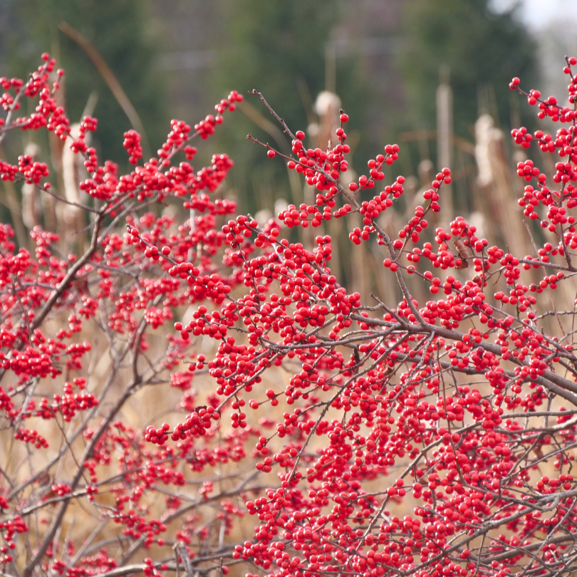 Berry Heavy® Winterberry Holly For Sale | Proven Winners – Great Garden ...
