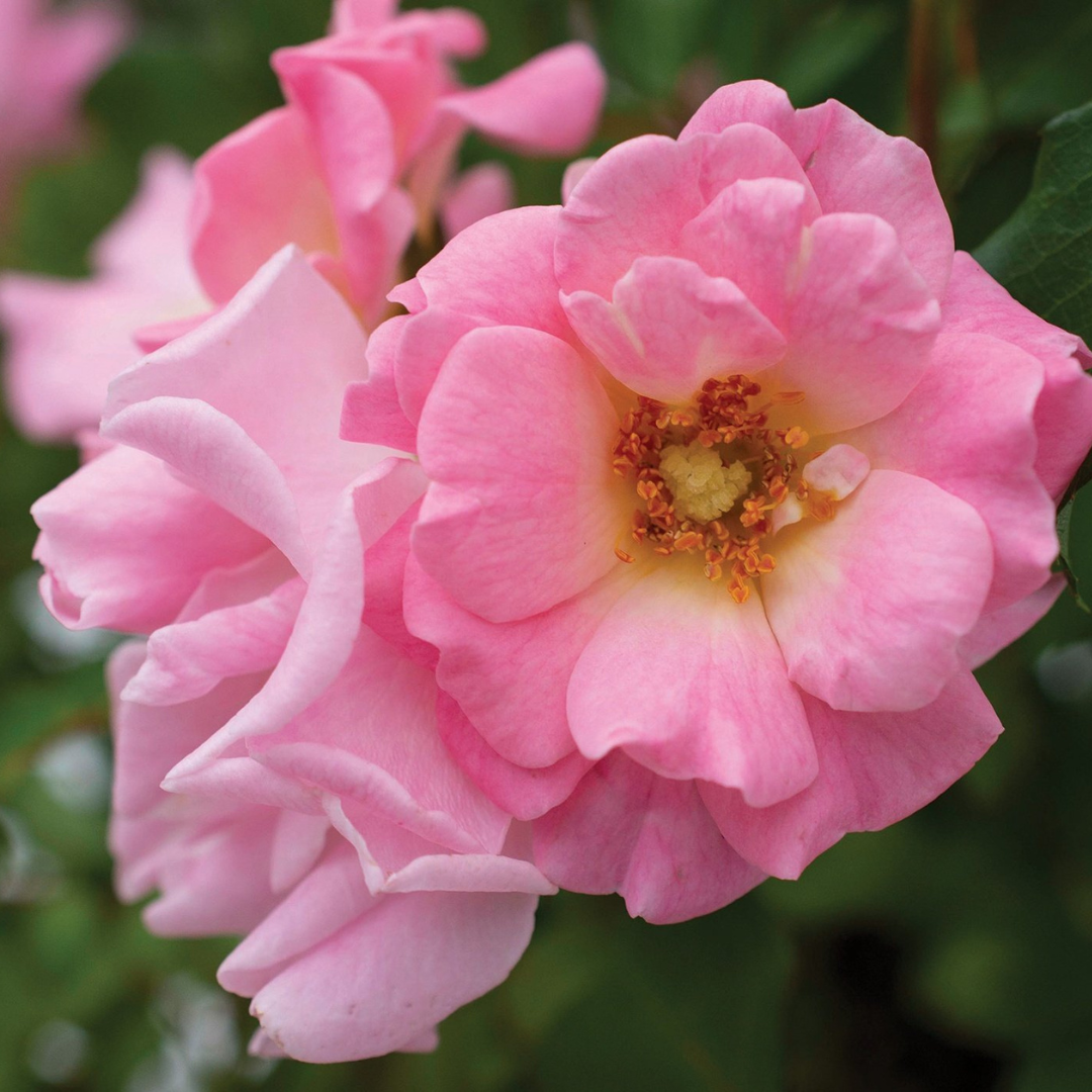Blushing Drift® Rose | Shrubs & Trees – Great Garden Plants