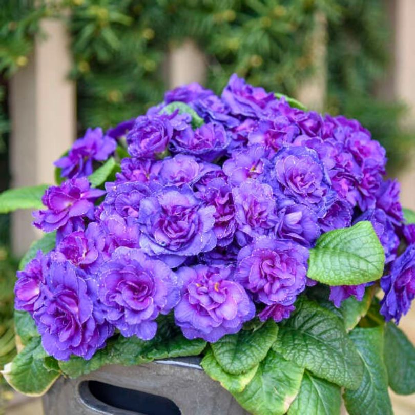 Bouquet Perfect™ ‘Violetta’ Primrose | Perennials – Great Garden Plants