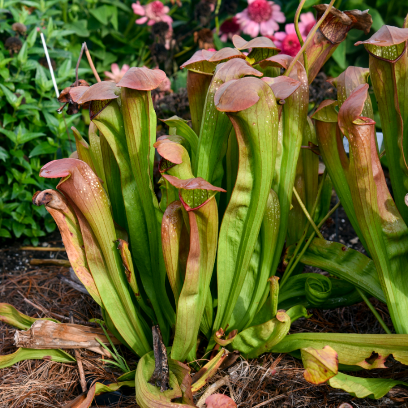 'Bug Bat' Pitcher Plant (Saracennia) | Perennials – Great Garden Plants