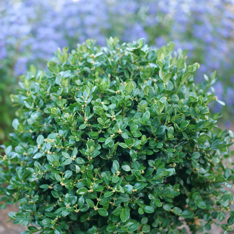 Neatball™ Boxwood For Sale | Proven Winners – Great Garden Plants