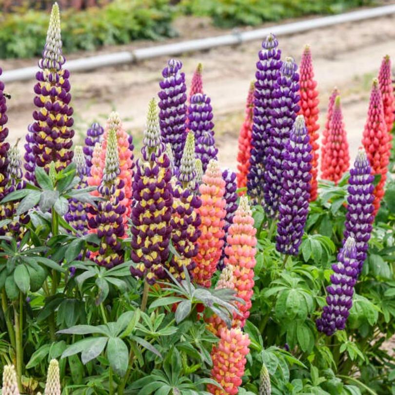 CANDYLAND™ Lupine Mix | Perennials – Great Garden Plants