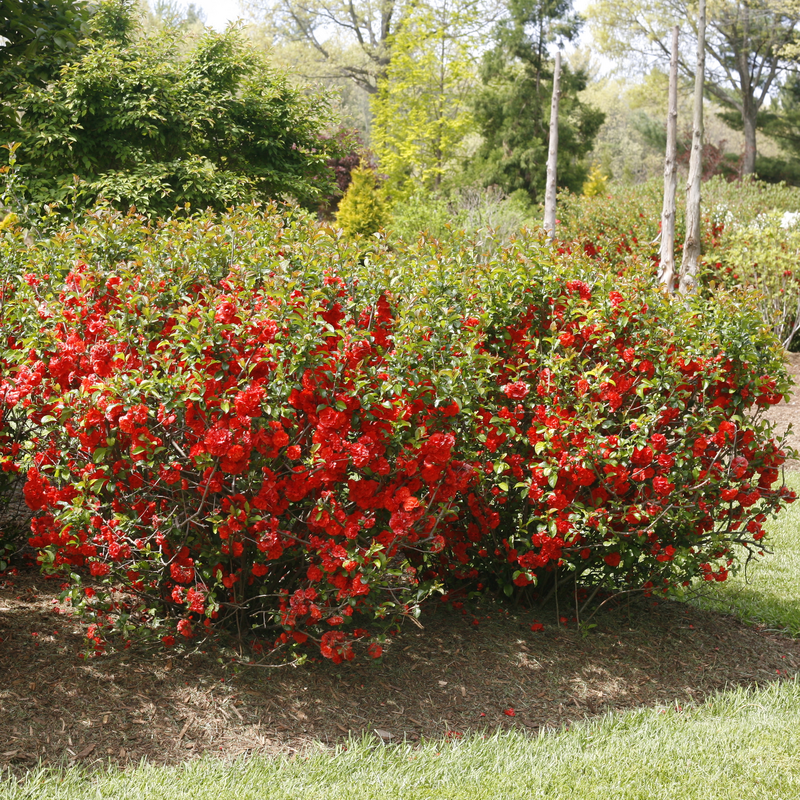 Double Take Orange™ Flowering Quince | Proven Winners – Great Garden Plants