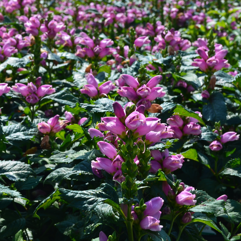 'Hot Lips' Pink Turtlehead (Chelone) | Perennials – Great Garden Plants
