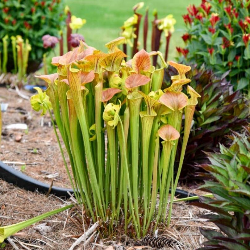 'Copper Top' Pitcher Plant (Saracennia) | Perennials – Great Garden Plants