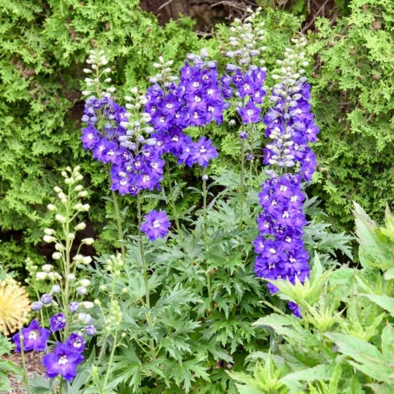 ‘Violets Are Blue’ Delphinium For Sale | Perennials – Great Garden Plants