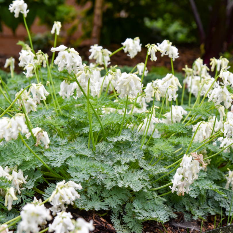 'White Diamonds' Fern-Leaved Bleeding Heart (Dicentra) – Great Garden ...