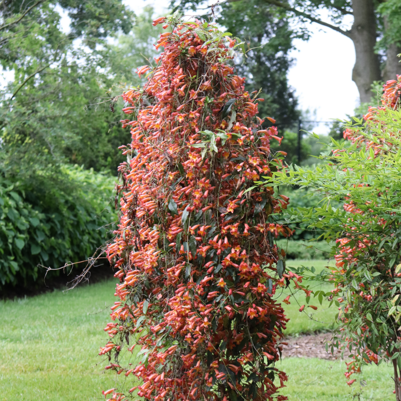 Dressed To Thrill™ Crossvine (Bignonia) | Proven Winners – Great Garden ...