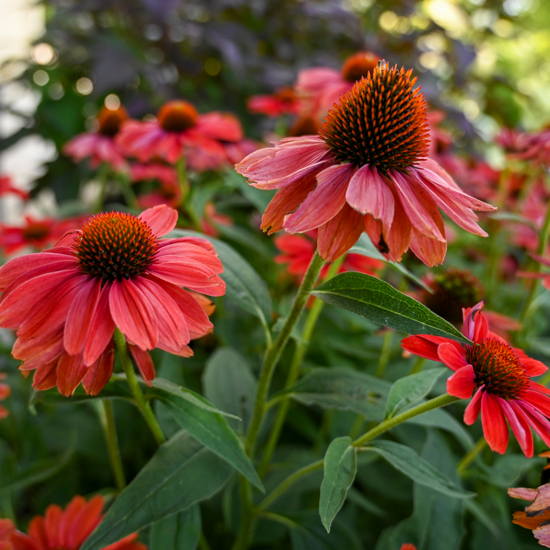 Color Coded™ 'Frankly Scarlet' Coneflower | Perennials – Great Garden ...