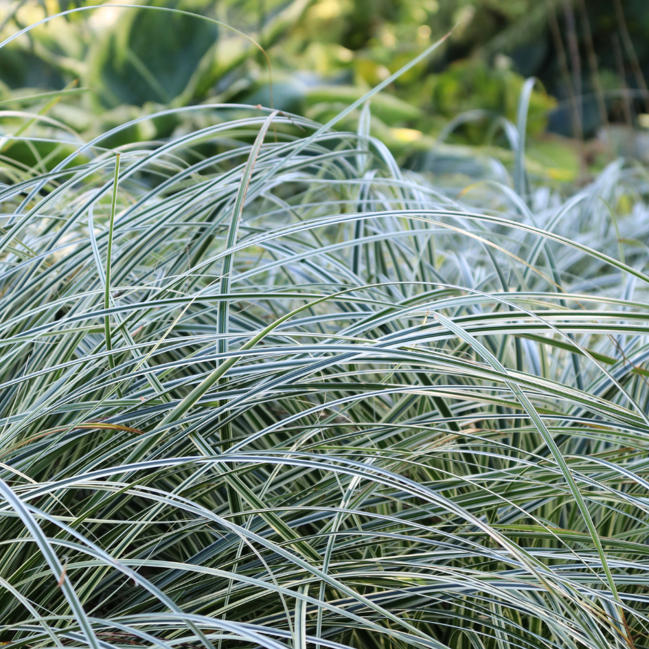 EverColor® 'Everest' Sedge | Perennials – Great Garden Plants