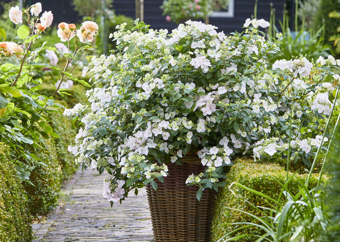 Fairytrail Bride™ Cascade Hydrangea™ For Sale | Proven Winners – Great ...