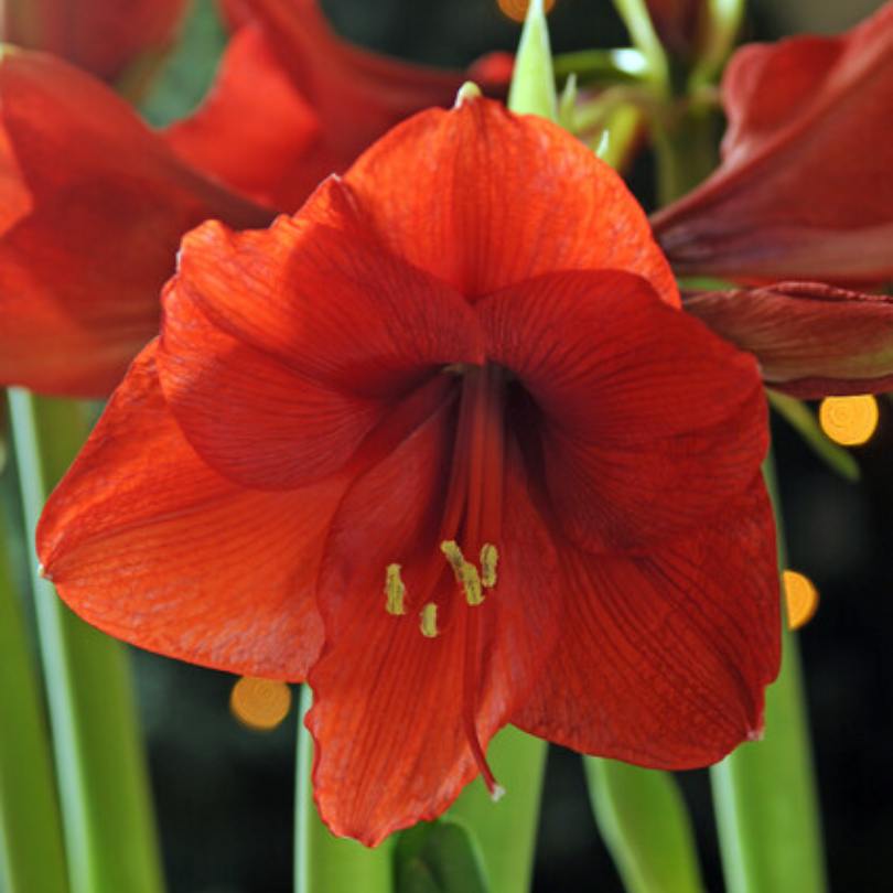 'Ferrari' Amaryllis Bulbs For Sale – Great Garden Plants