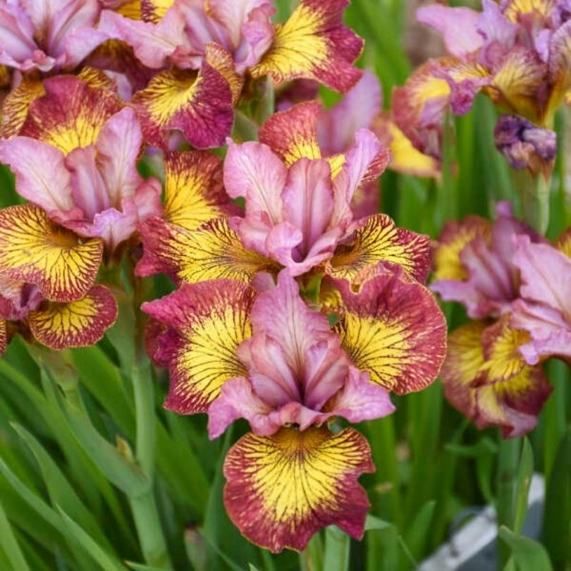 ‘Fiddles on Fire’ Siberian Iris | Perennials – Great Garden Plants